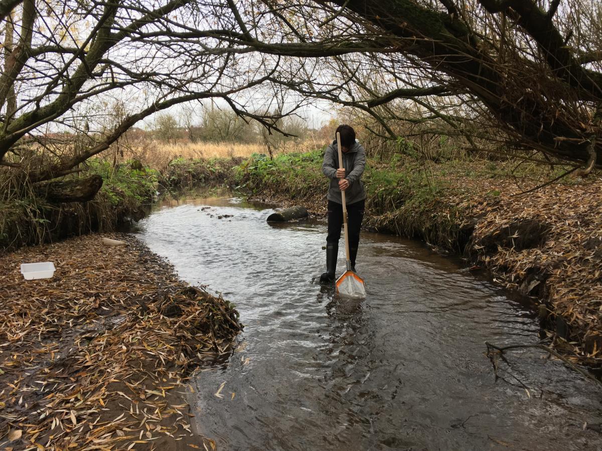 Low Hall - Part of the Flashes National Nature Reserve | Carbon Landscapes
